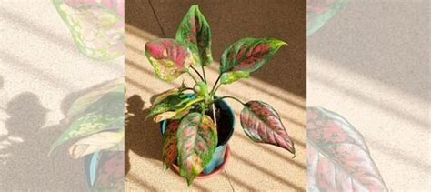 Аглоанема купить в Нижнем Новгороде | Товары для дома и дачи | Авито