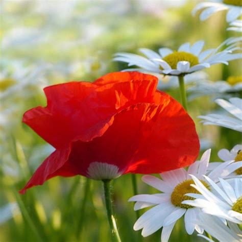 Изкуството на Живота