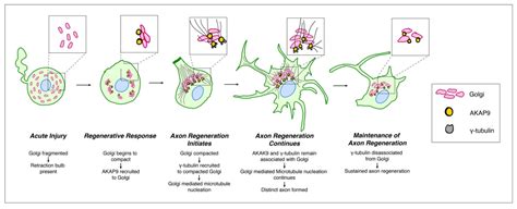Golgi Compaction Facilitates Microtubule Nucleation To Drive Adult Vertebrate Peripheral Neuron