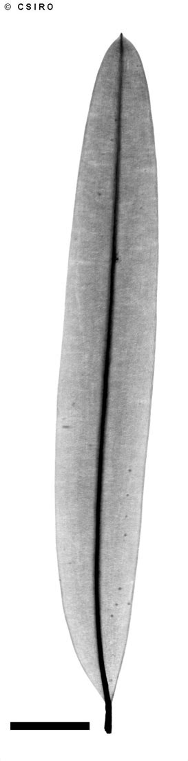 Podocarpus Elatus