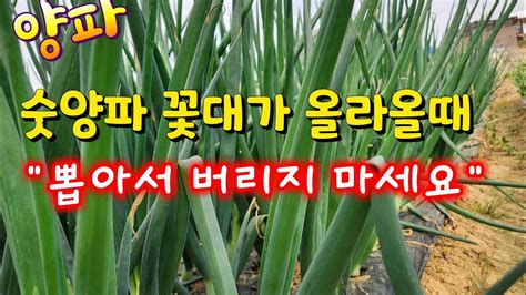 양파밭 ️숫양파 꽃대 생기면 즉시 꽃대 뿌리쪽 까지 잘라주면 암양파와 비슷하게 됩니다 양파밭 영양제 Youtube