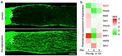 A Master Switch For Nerve Regeneration Harvard Brain Science Initiative