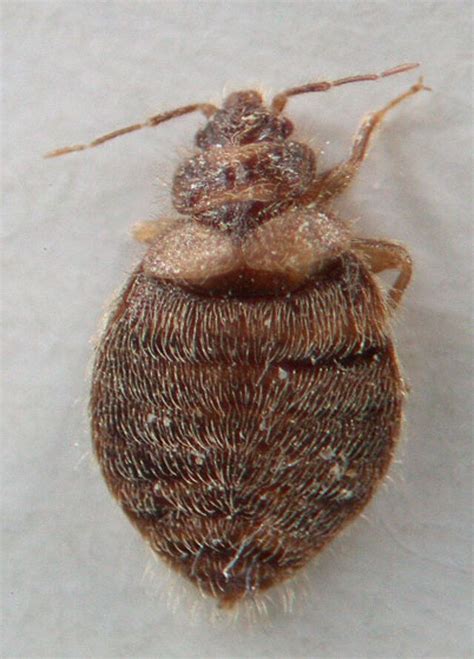 10 Bugs That Look Like Bed Bugs