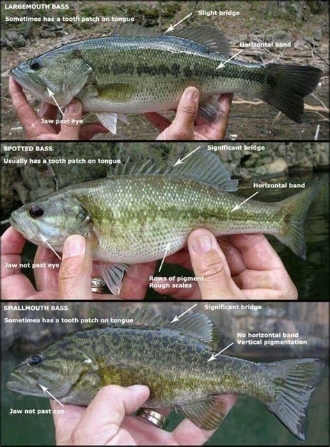 Helpful Tips For Identifying Bass Rfishing