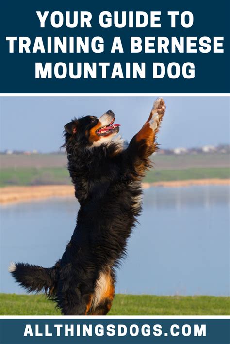 Bernese Mountain Dog Training Mountain Dog Breeds Burnese Mountain