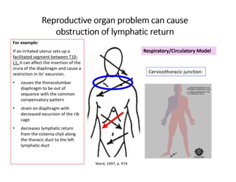 Clinical Applications Of OPP To OBGYN Flashcards Quizlet