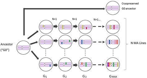 Mutability Of Mononucleotide Repeats Not Oxidative Stress Explains The Discrepancy Between