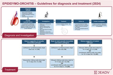 The 2024 European Guideline On The Management Of Epididymo‐orchitis