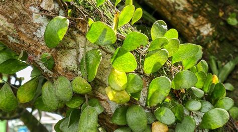 What Are Epiphytes All About Epiphytic Plants And Their Care