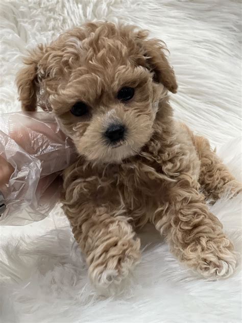 강아지분양 무료분양 책임분양 강아지분양 강아지무료분양 Daum 카페