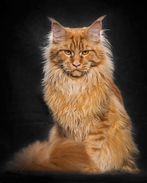 65 Breathtaking Pictures Of Maine Coons The Largest Cats In The World