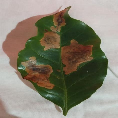 Ia Object Detection Dataset And Pre Trained Model By Trabalho Ia