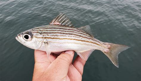 Salema Mexican