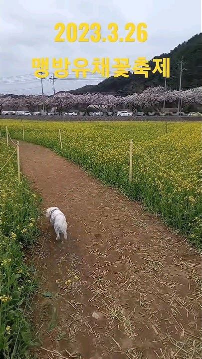 파이의 봄나들이 말티즈 맹방해수욕장 맹방유채꽃축제 벚꽃 Youtube