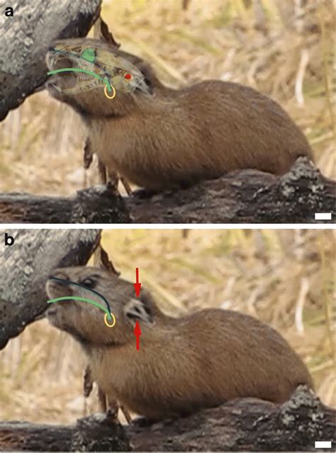 Estimation Of The Oral And Nasal Vocal Tract Lengths In A Calling Altai Download Scientific