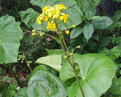 Giant Leopard Plant The Unexpected Beauty Your Garden Needs Complete