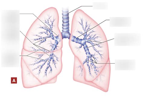 Lungs Diagram Quizlet