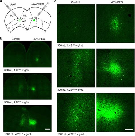 peg enhanced transduction of raav9 hsyn egfp in vivo a a schematic