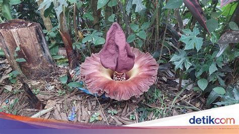 Tanaman Mirip Bunga Bangkai Dan Baunya Tak Sedap Bikin Heboh Warga