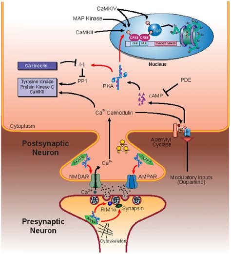 Figure 1 From Regulation Of Hippocampus Dependent Memory By Cyclic Amp Dependent Protein Kinase