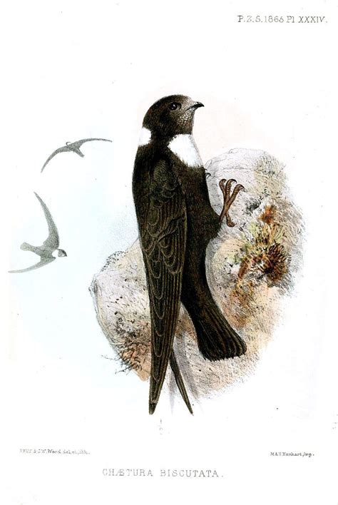 巴西黑雨燕巴西黑雨燕图片巴西黑雨燕分布及生活习性鸟类百科