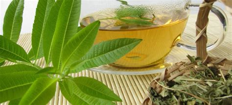 Lemon Verbena Uses And Benefits