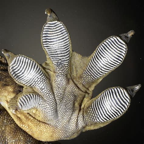 Lizard Foot Under Microscope