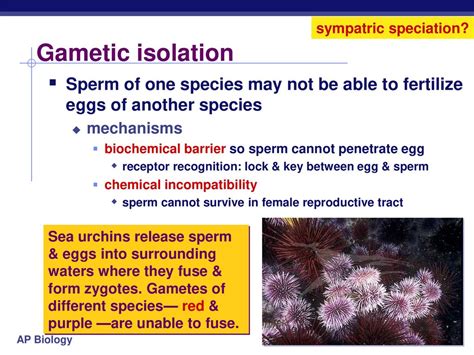 Gametic Isolation Is An Example Of At Trudi Abbas Blog