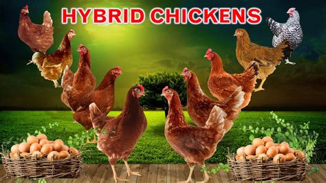 What Is An Industrial Hybrid Chicken At Caitlin Shaeffer Blog