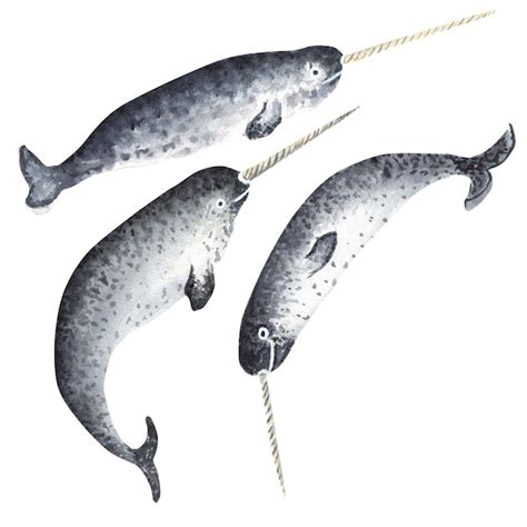 Fotos Narvais 100 Fotos De Arquivo Grátis De Alta Qualidade