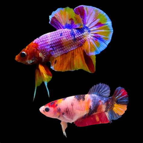 Nemo Candy Plakat Betta Breeding Pair Vijay Aquarium