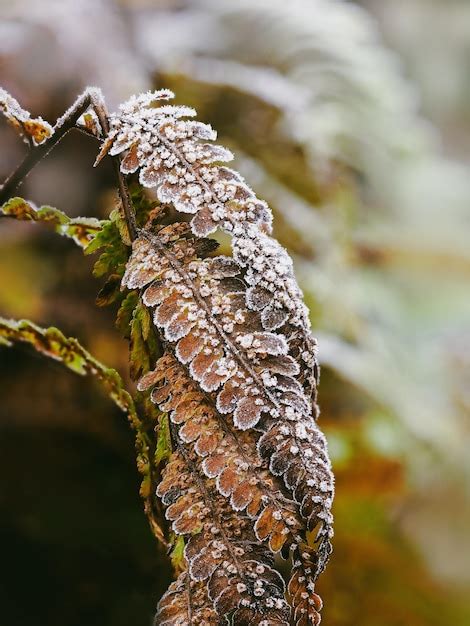 Premium Photo Close Up Of Frozen Tree
