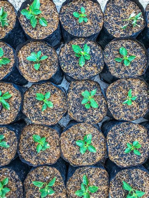 Planting Seedlings In Pots Before Planting In The Soil Stock Photo Image Of Beautiful Nature