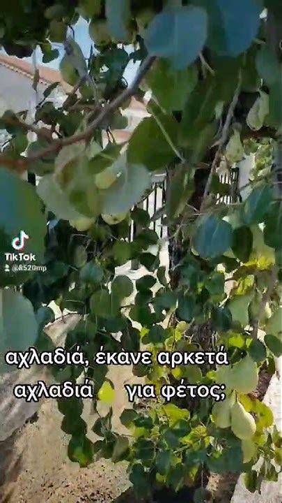 παραδοσιακή αχλαδιά σε παραγωγη Youtube