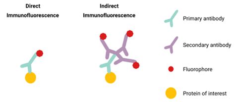 Snapshot What Is Immunofluorescence National Ataxia Foundation