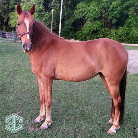 26 Jamaican M Smile 22000622 Sired By M One Jazz And Out Of Wc Gigi