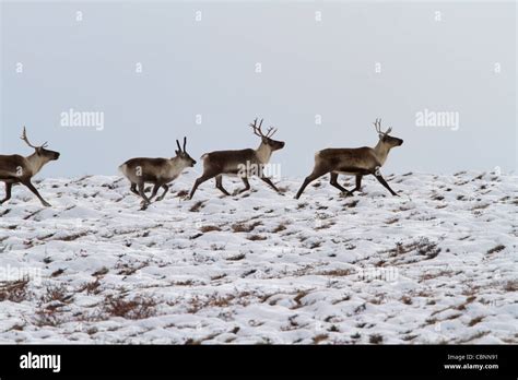 Caribou Migration Banque De Photographies Et Dimages à Haute Résolution Alamy