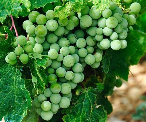 Dmpp Application Of Nitrification Inhibitor Dmpp In Fertilizers