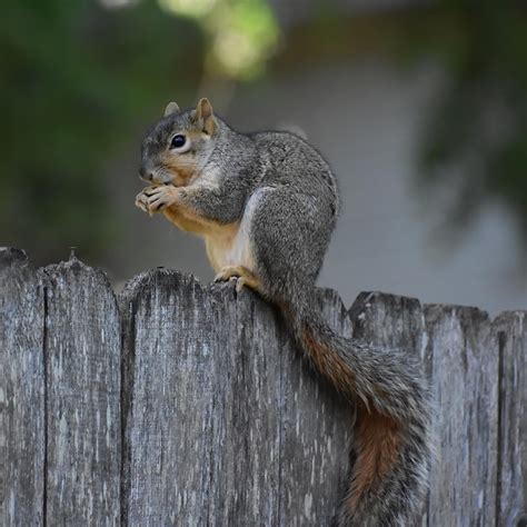 Squirrel Rodent Mammal Free Photo On Pixabay Pixabay