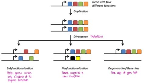 Protein Structure Flashcards Quizlet