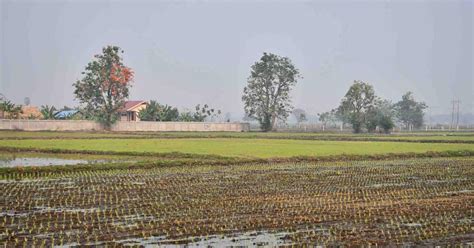 တပ်ကုန်းမြို့၌ နွေစပါးစိုက်ဧက ခုနှစ်ထောင်ကျော်လျာထားစိုက်ပျိုး Myanmarnationalpost