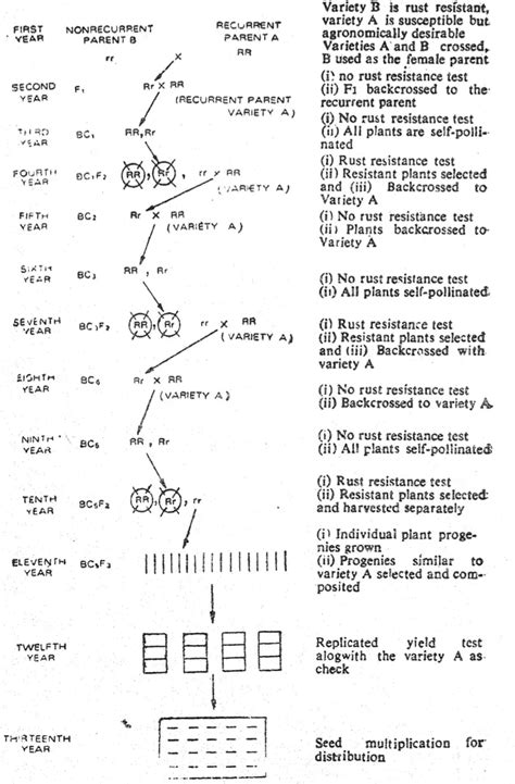 Backcross Method Procedure Applications Advantages Disadvantages Biology Notes Online