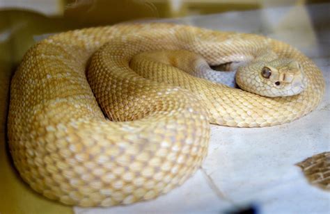 Western Diamondback Rattlesnake Venom