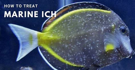 Can Turtles Get Ick From Fish At Jean Begaye Blog