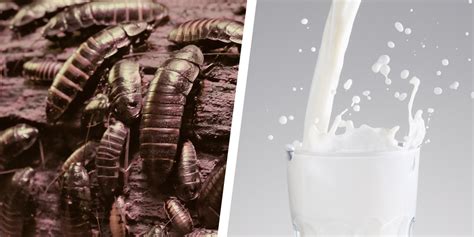 Cockroach Milk Is The Newest Superfood But Would You Drink It