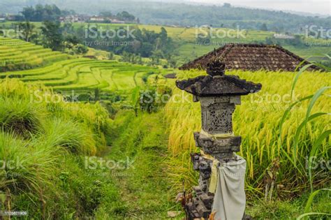 발리 인도네시아에서 유명한 화산 배경 아름 다운 Jatiluwih 라이스 테라스 발리 소순다 열도에 대한 스톡 사진 및 기타 이미지 발리 소순다 열도 0명