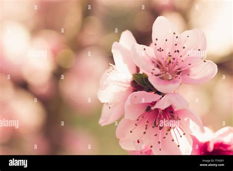 Spring Tree With Pink Flowers Stock Photo Alamy