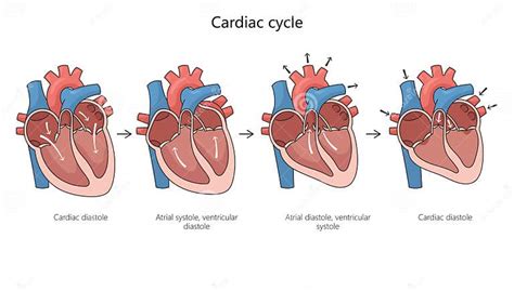 Cardiac Cycle Diagram Medical Science Stock Illustration Illustration