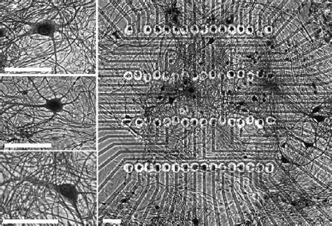 Figure 1 From Functional Structure Of Cortical Neuronal Networks Grown In Vitro Semantic Scholar