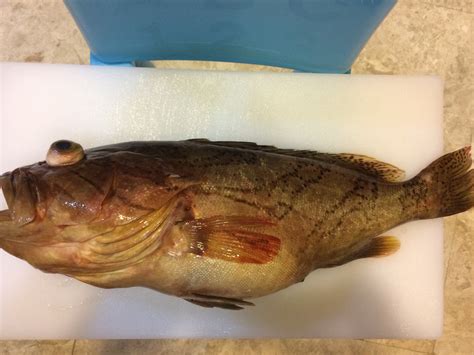 ハタの名前を教えてください WEB魚図鑑
